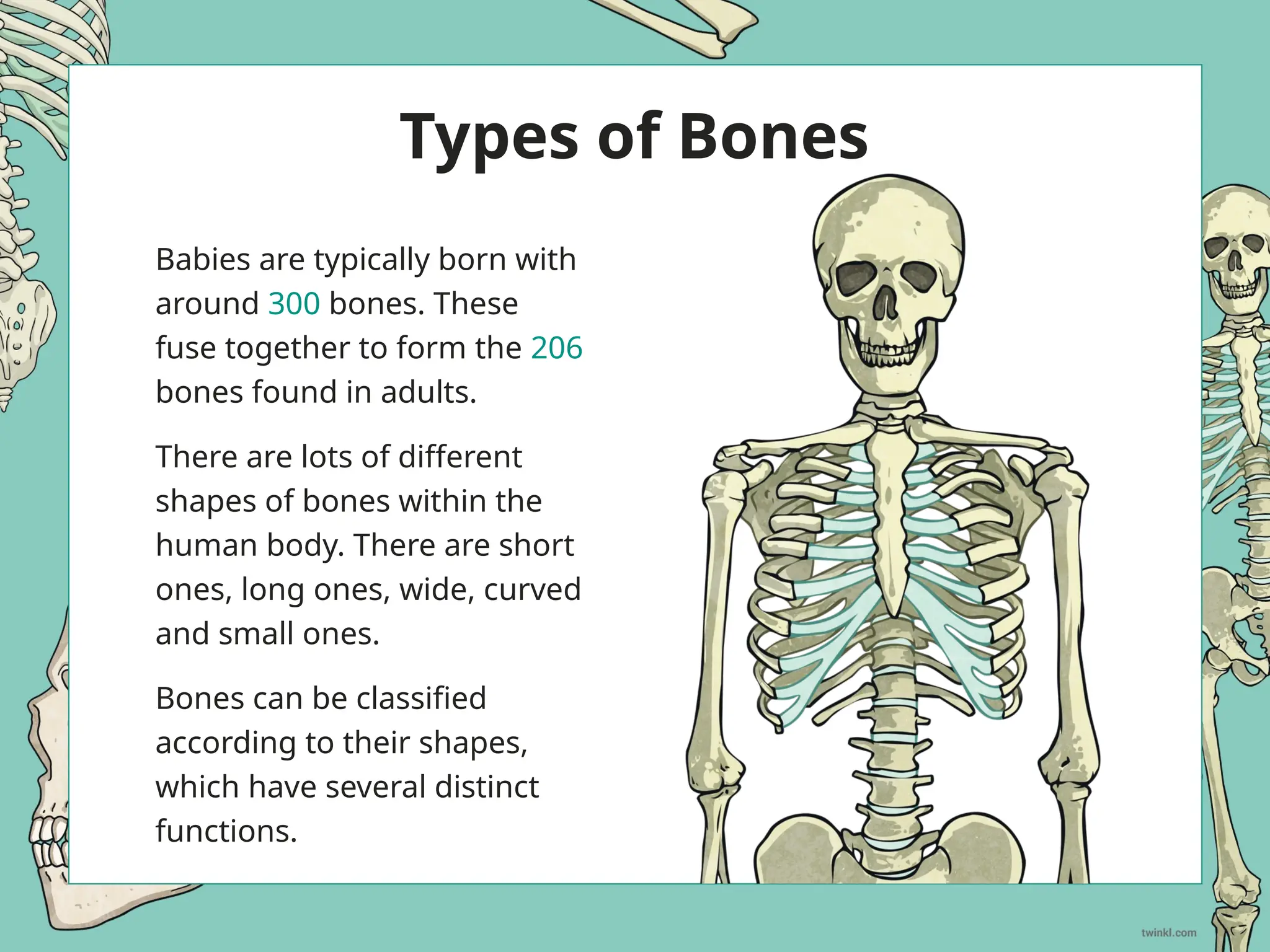 Types of Bones in the Human Body and to some living things.pptx