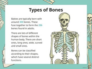 Types of Bones in the Human Body and to some living things.pptx