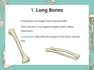 Types of Bones in the Human Body and to some living things.pptx