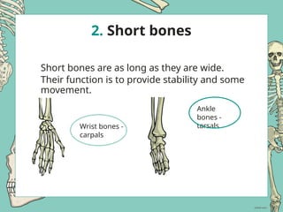 Types of Bones in the Human Body and to some living things.pptx