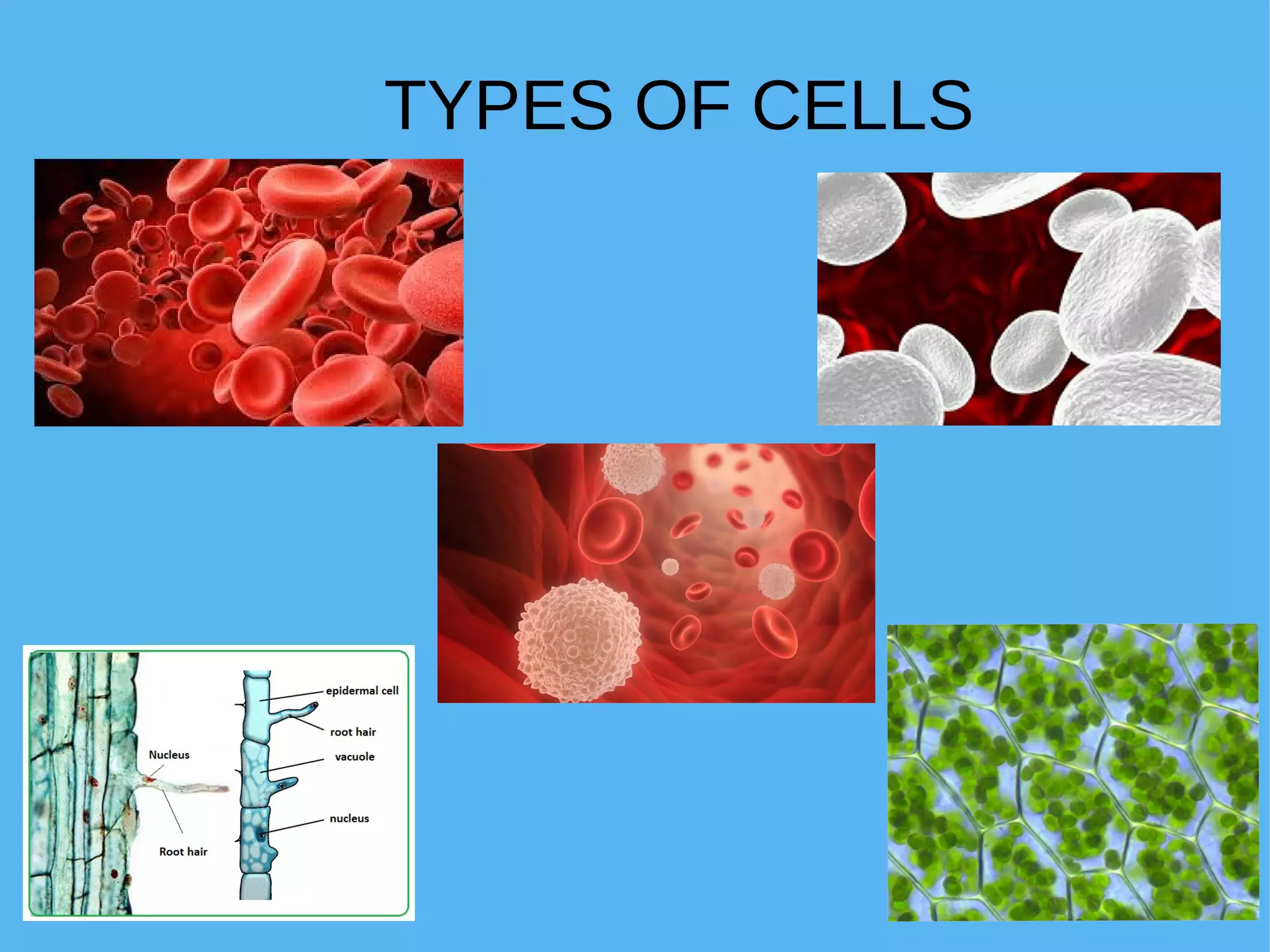 Types of cell | PDF