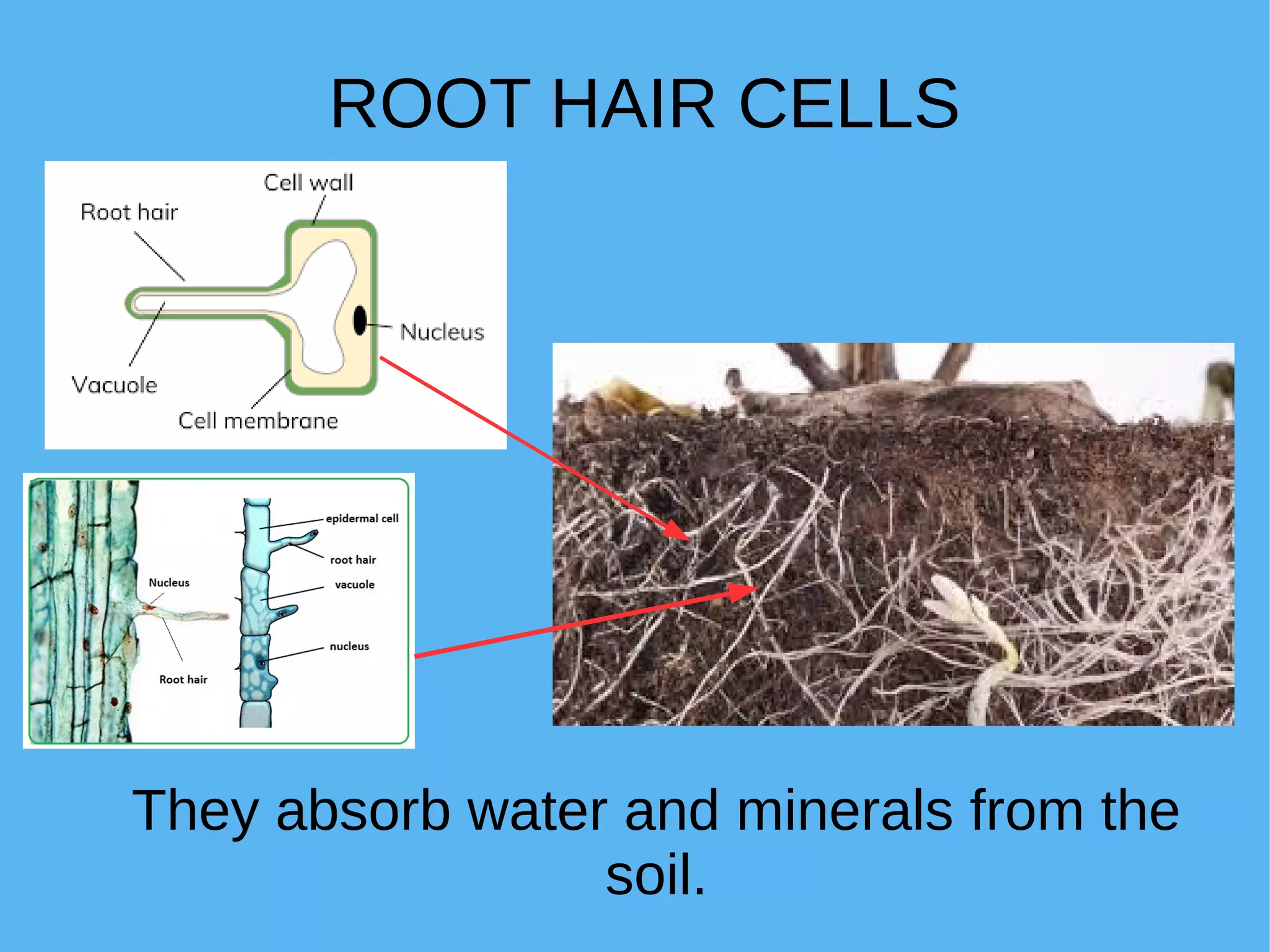 Types of cell | PDF