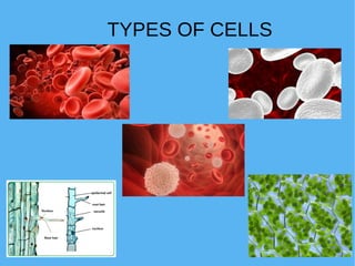 Types of cell | PDF