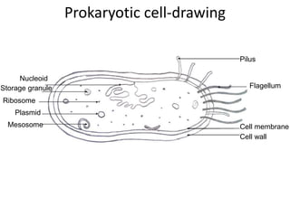 Types of cell.pptx