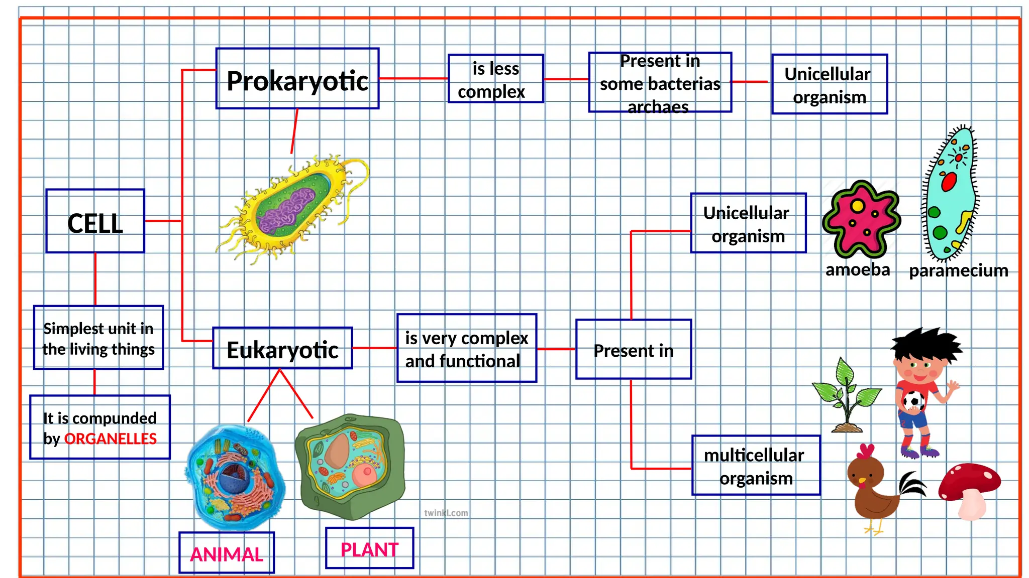 types of cells characteristics 5th grade | PPT