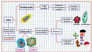types of cells characteristics 5th grade | PPTX