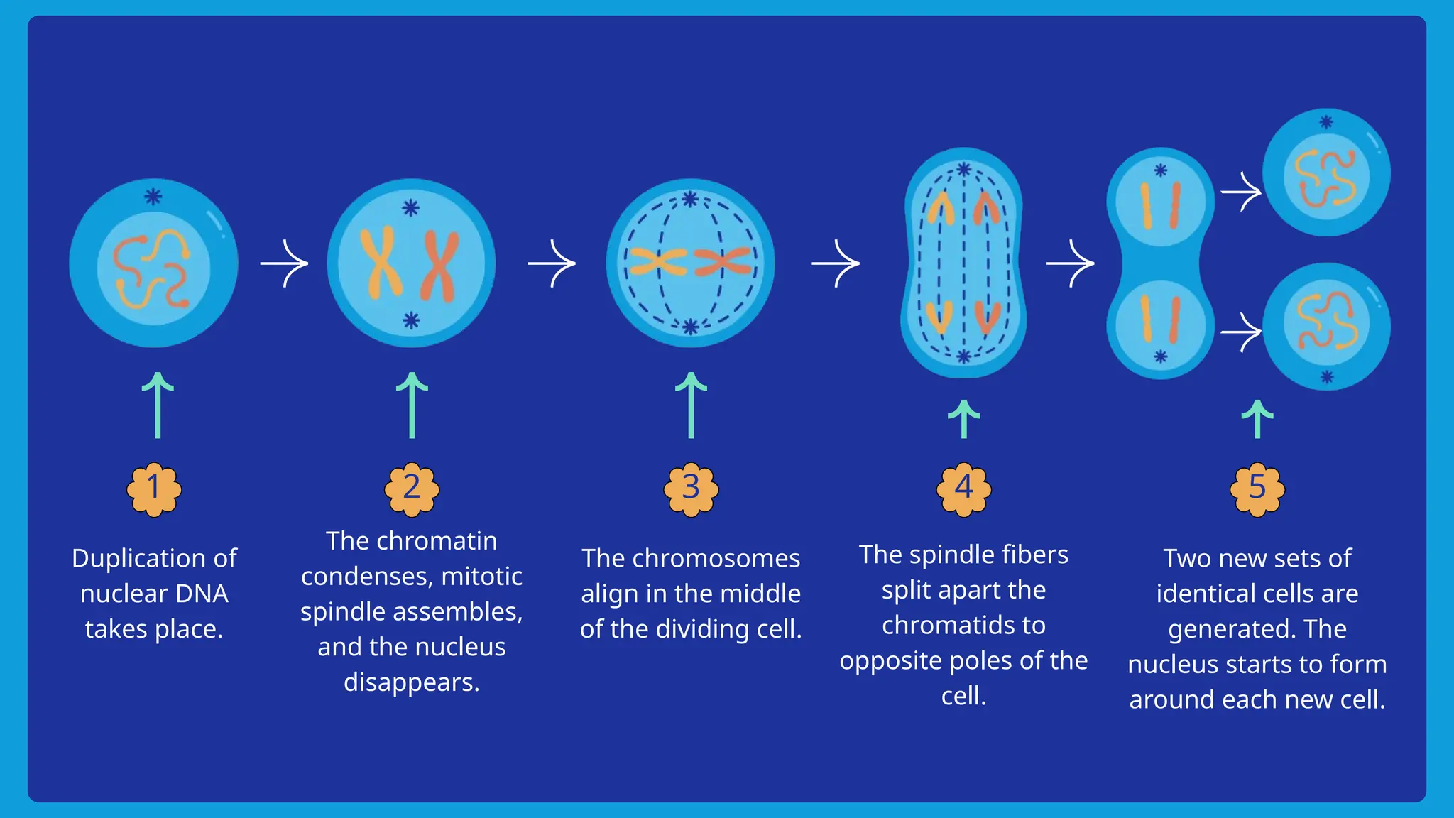 Types of Cell Division Mitosis and Meiosis.pptx