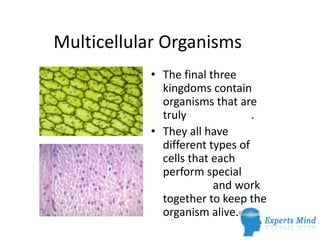 Types of cells | PPTX