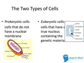 Types of cells | PPTX