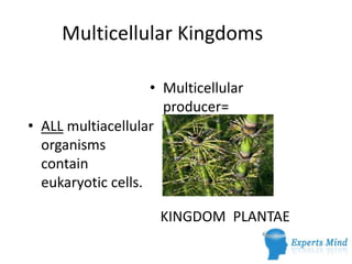 Types of cells | PPTX
