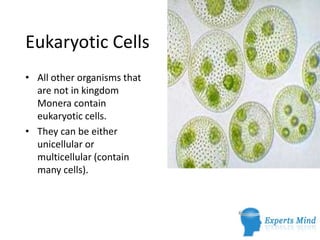 Types of cells | PPTX