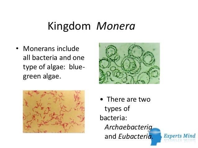 Types Of Monera