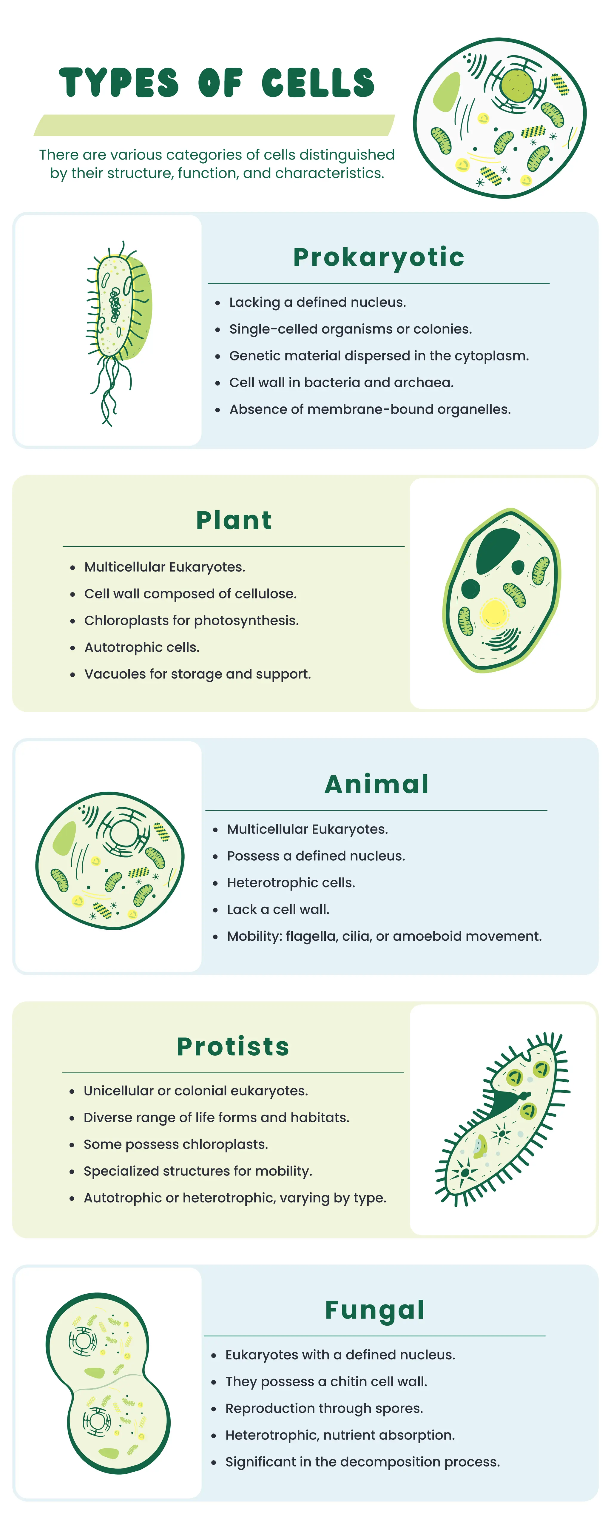 Types of Cells - Poster | PDF