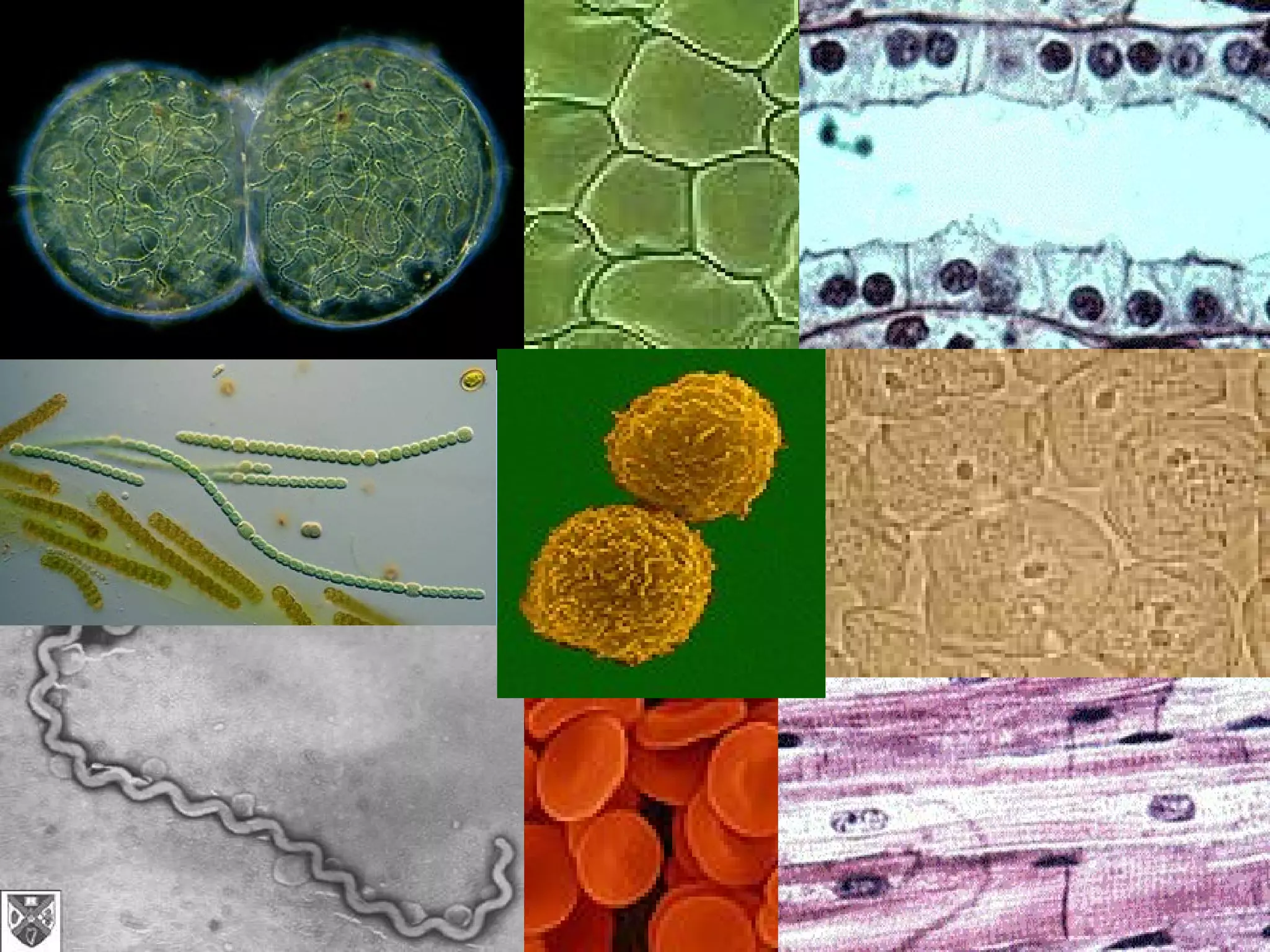 Types of cells prokaryotic and eukaryotic | PPT