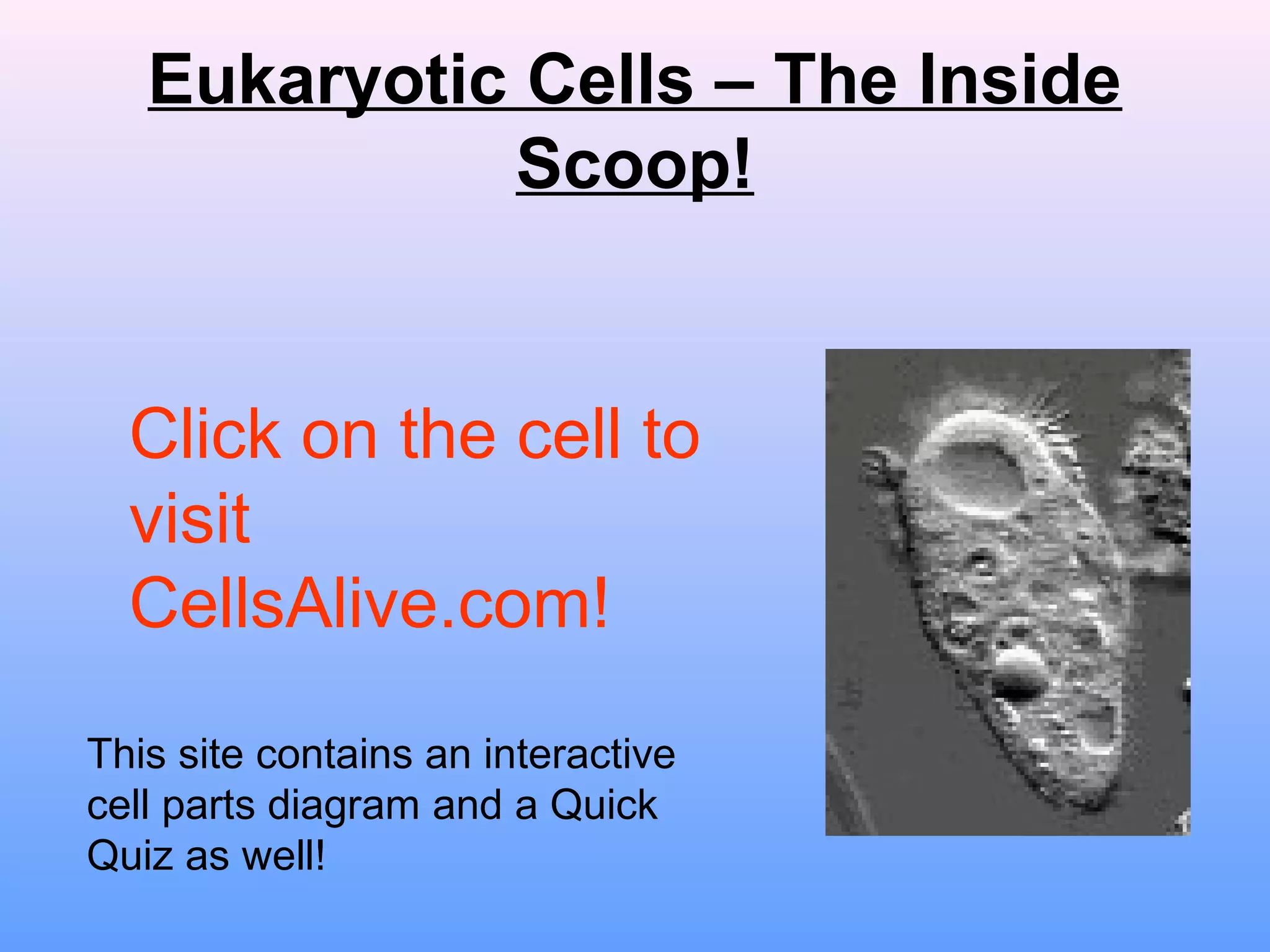 Types of cells prokaryotic and eukaryotic | PPT