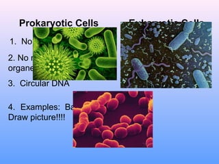 Types of cells prokaryotic and eukaryotic | PPT
