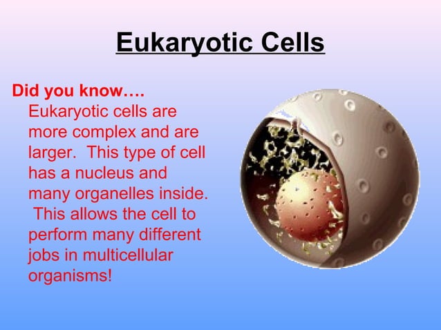Types of cells prokaryotic and eukaryotic | PPT