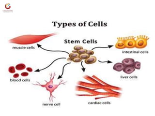 Different Types Of Cells