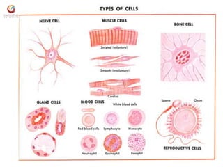 Types Of Cells In The Human Body