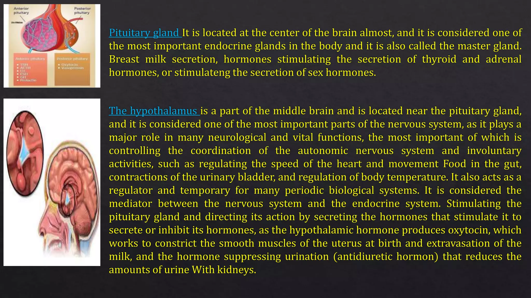 Types of cells and tissues of the brain | PPT