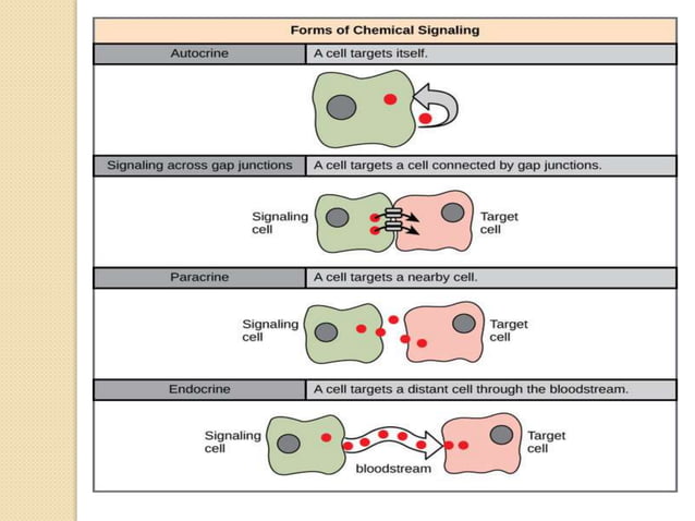Cell Signalling And Types | PPTX | Endocrine and Metabolic Diseases ...