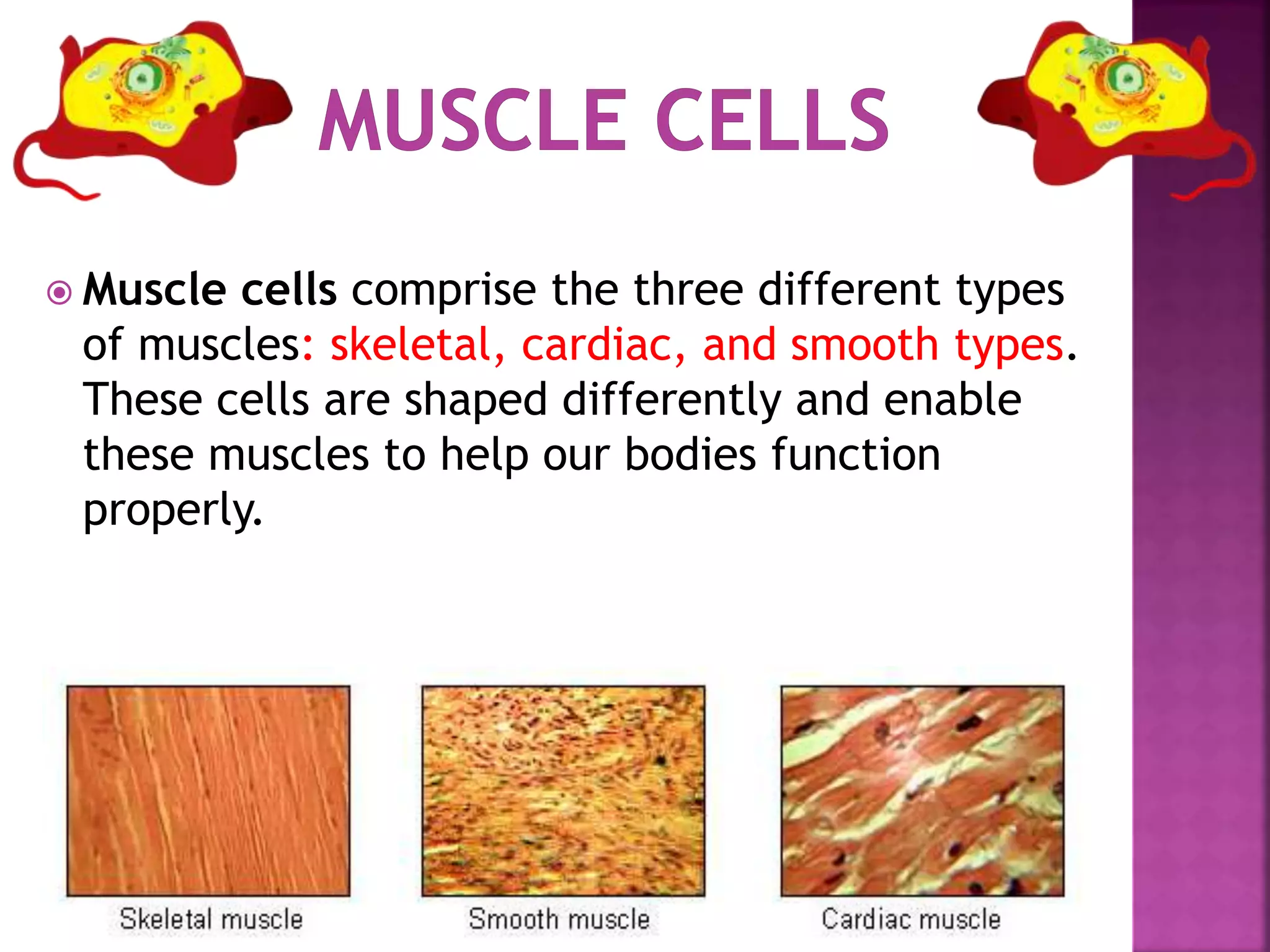 Types of cells in the body class 8 | PPTX