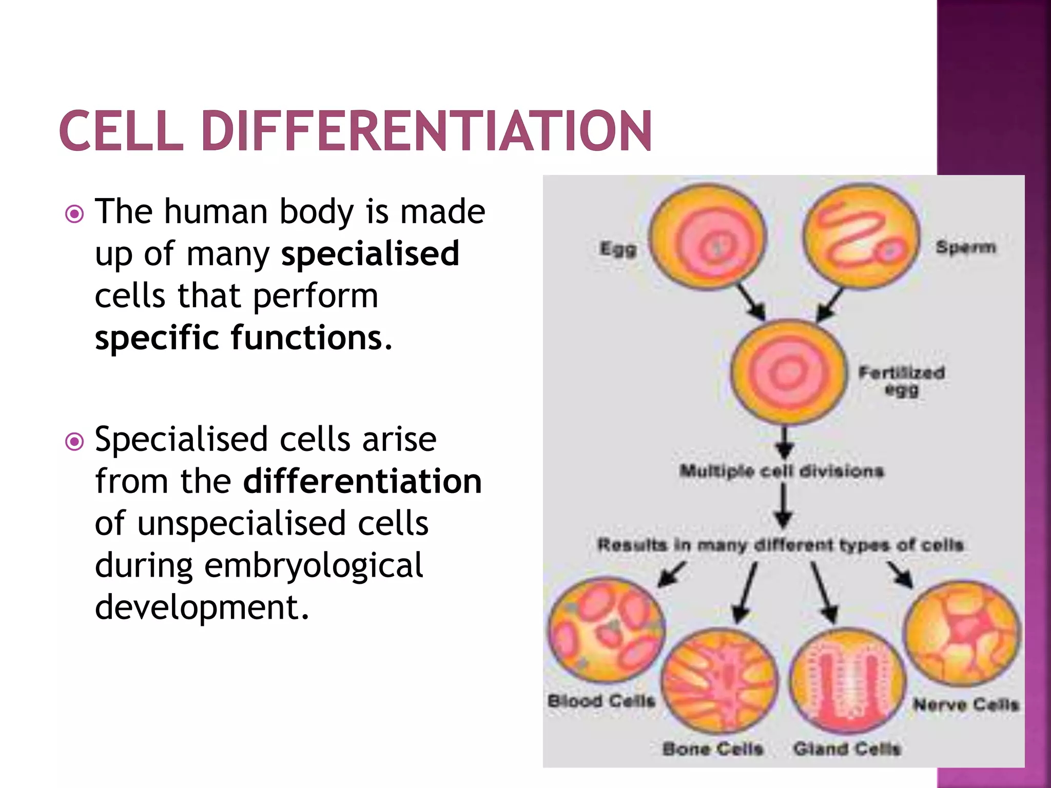 Types of cells in the body class 8 | PPTX