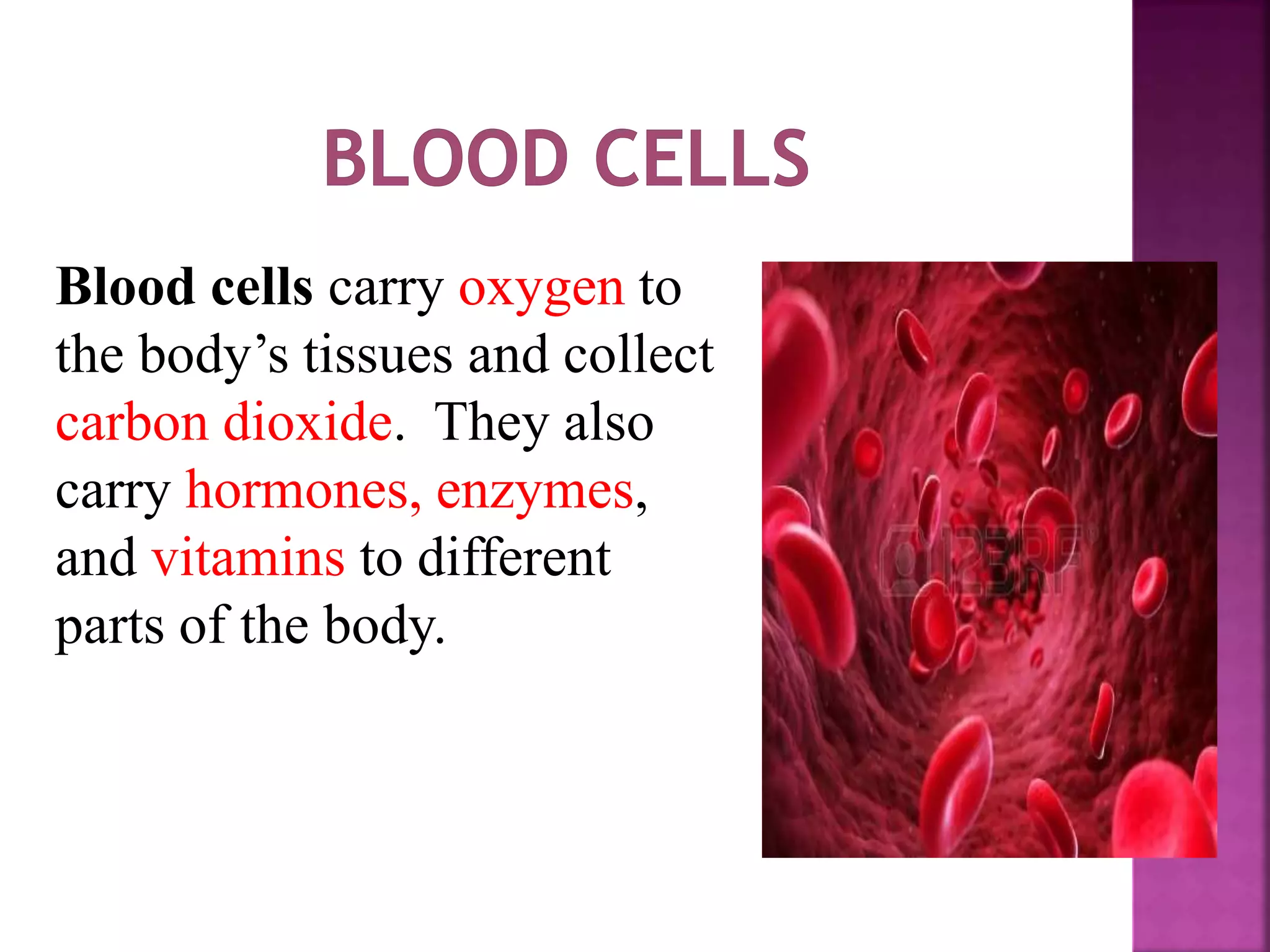 Types of cells in the body class 8 | PPTX