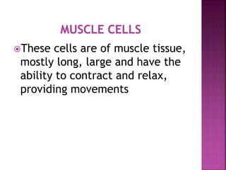 Types of cells in the body class 8 | PPTX