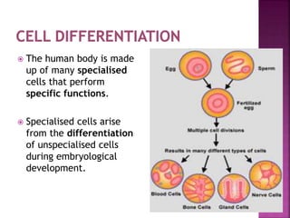 Types of cells in the body class 8 | PPTX
