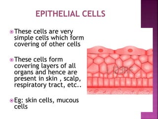 Types of cells in the body class 8 | PPTX