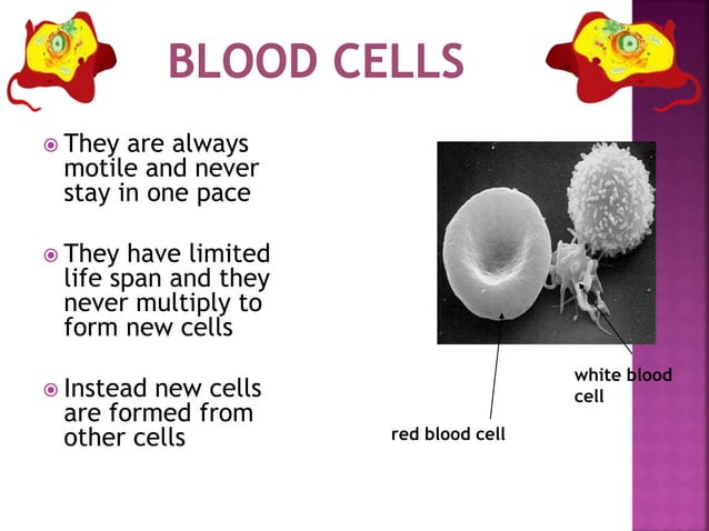 Types of cells in the body class 8 | PPTX