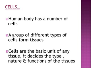 Types Of Cells In The Human Body