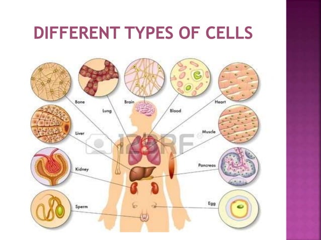 Types of cells in the body class 8
