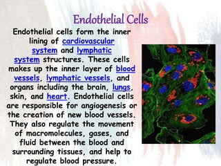Types of Cells in the Body | PPSX | Bone and Joint Conditions ...