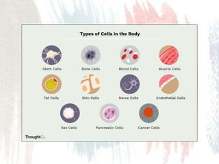 Types of Cells in the Body | PPSX | Bone and Joint Conditions ...