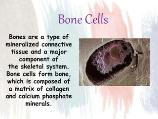 Types of Cells in the Body | PPSX