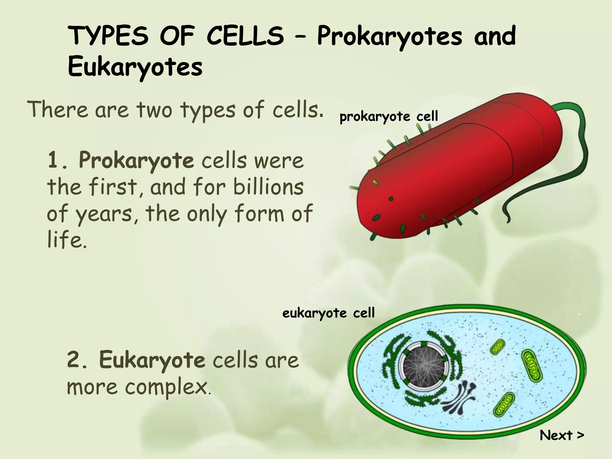 Types of cells notes ppt | PPTX