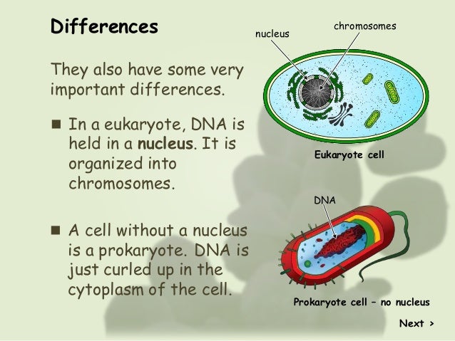 Nucleus Without Labels