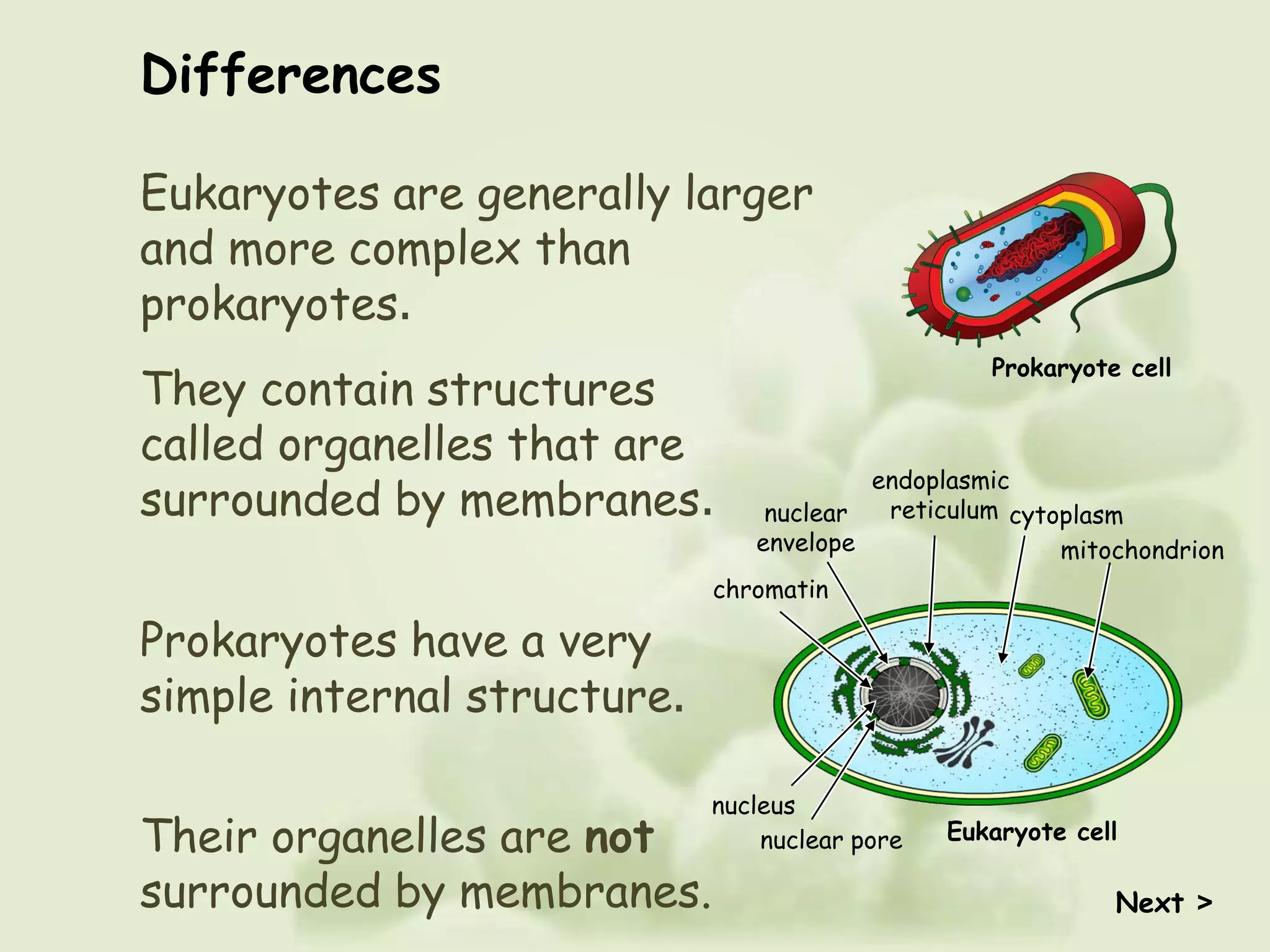 Types of cells notes ppt | PPTX