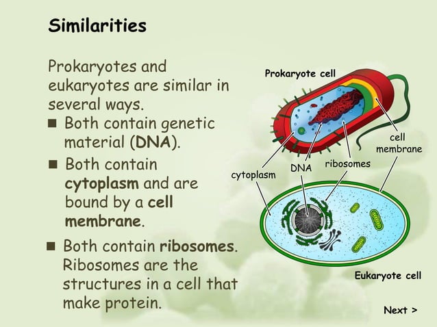 Types of cells notes ppt | PPTX