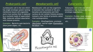 TYPES OF CELL somnath.pptx