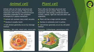 TYPES OF CELL somnath.pptx