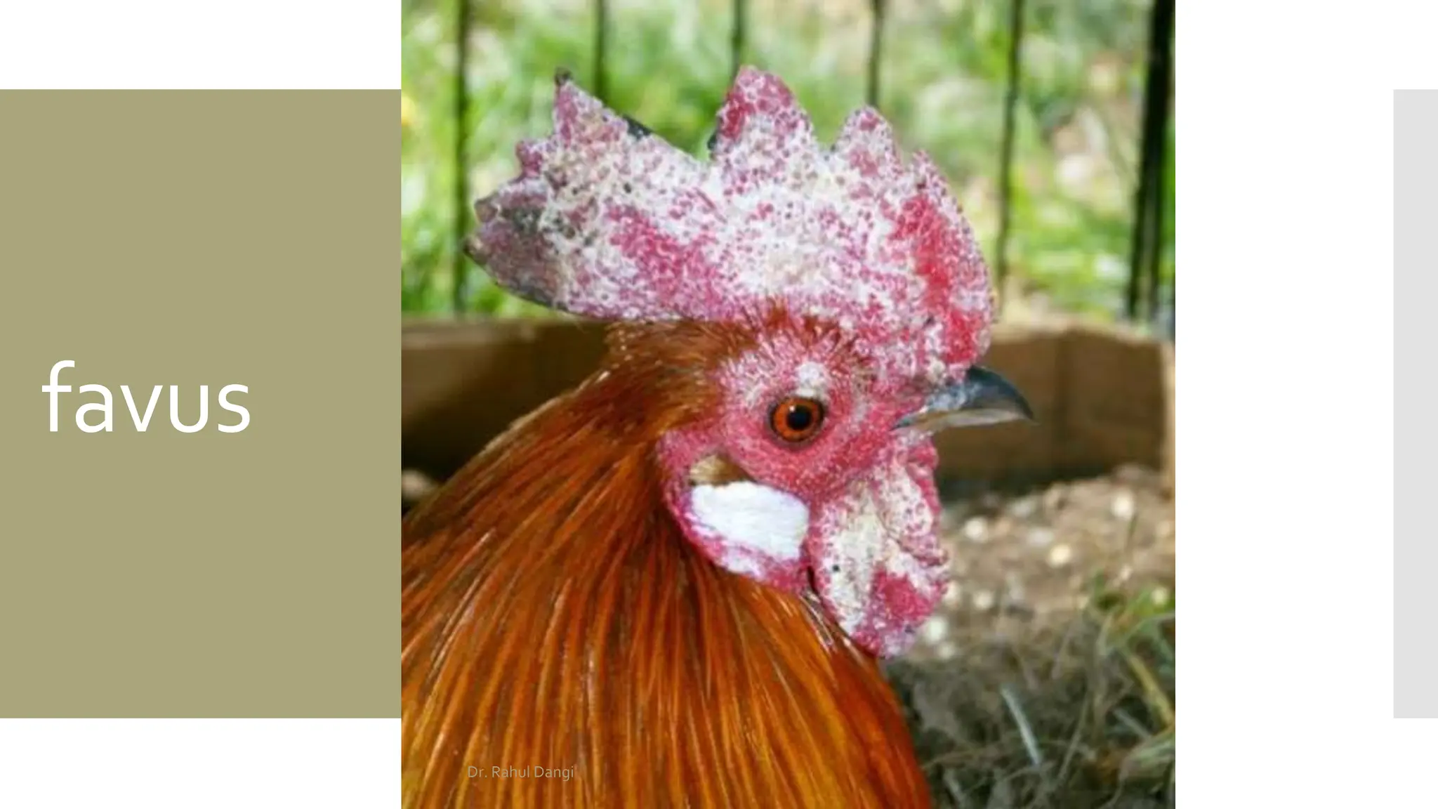 Types of chicken combs.pptx