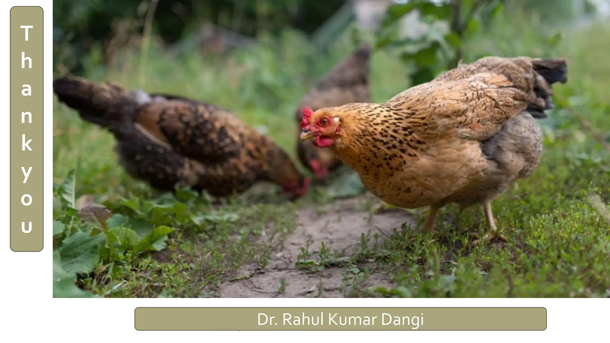 Types of chicken combs.pptx