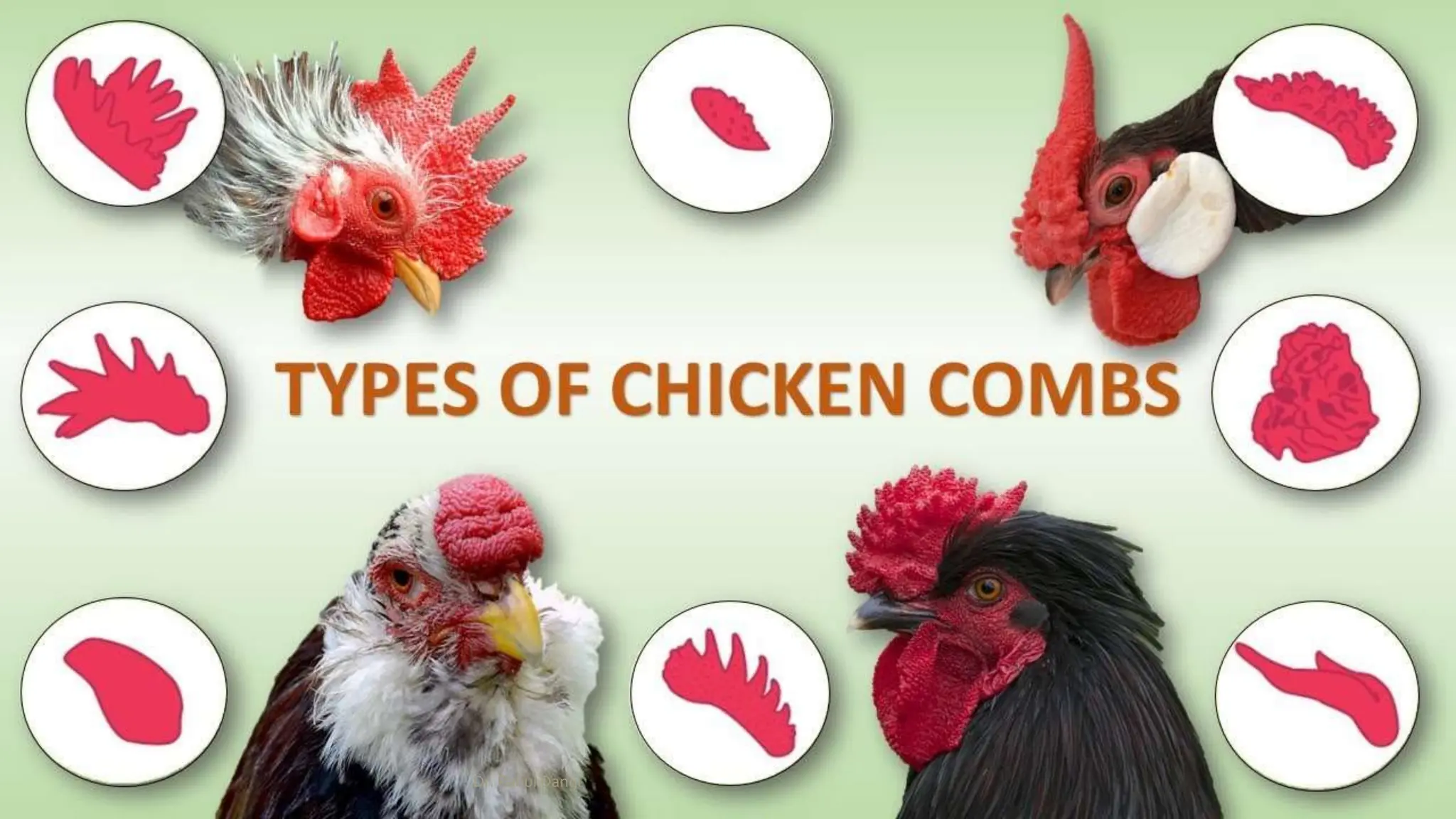 Types of chicken combs.pptx