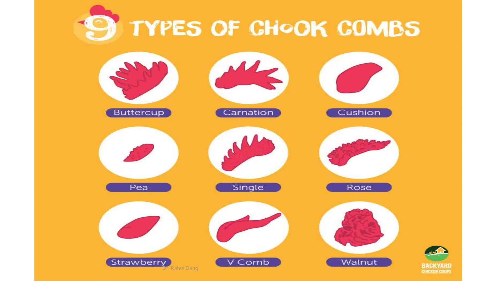 Types of chicken combs.pptx