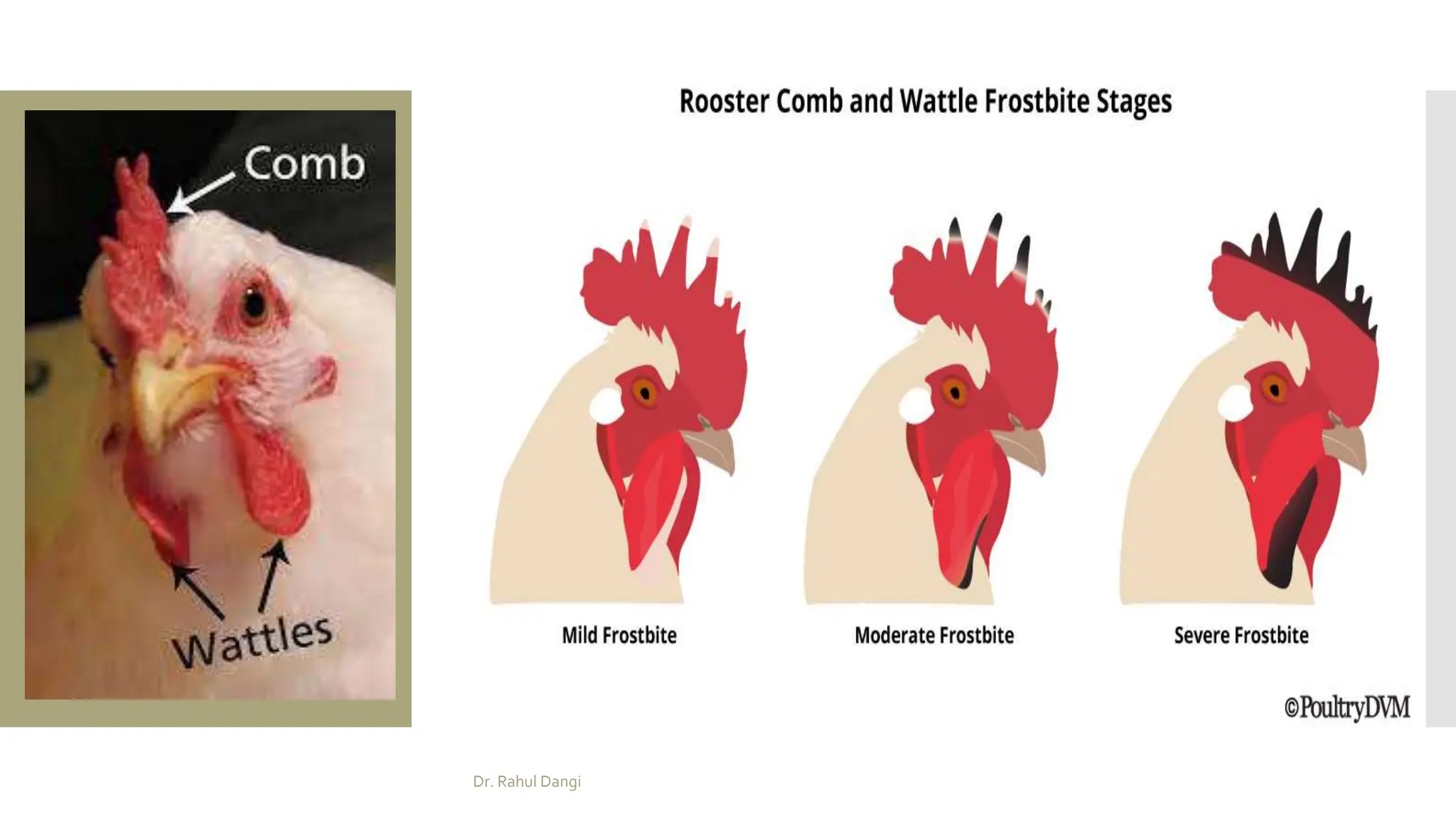 Types of chicken combs.pptx | Skin and Dermatology | Diseases and ...
