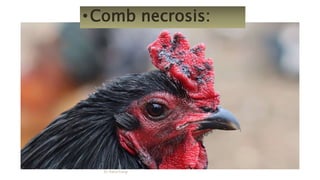 Types of chicken combs.pptx | Skin and Dermatology | Diseases and ...