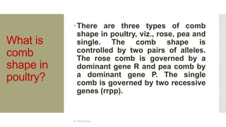 Types of chicken combs.pptx | Skin and Dermatology | Diseases and ...